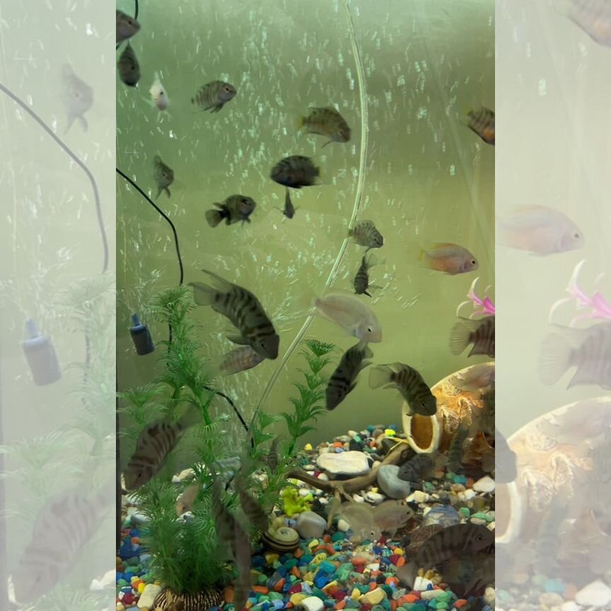 Аквариум с тумбой 400 литров