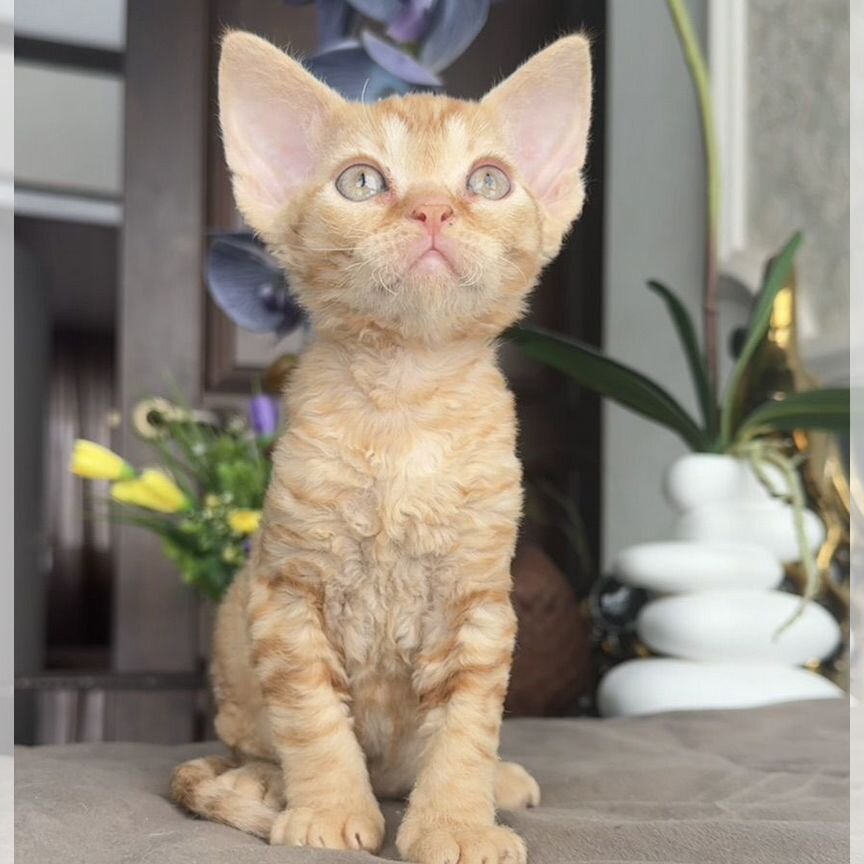 Девон-рекс котёнок