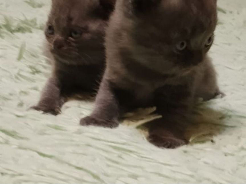 Британская шиншилла