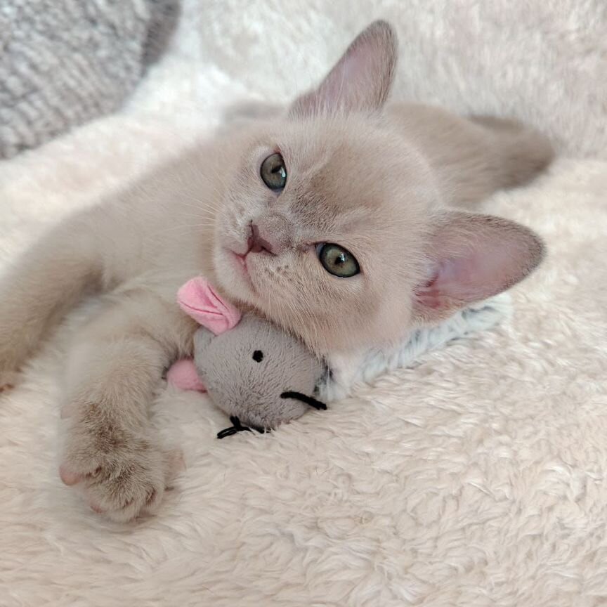 Котята европейской бурмы