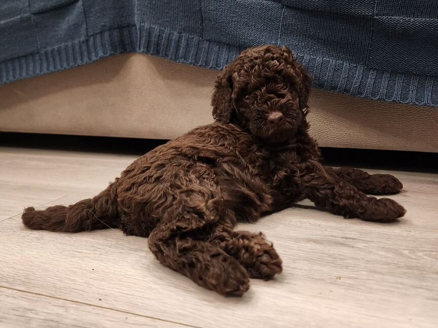 Средний пудель щенки