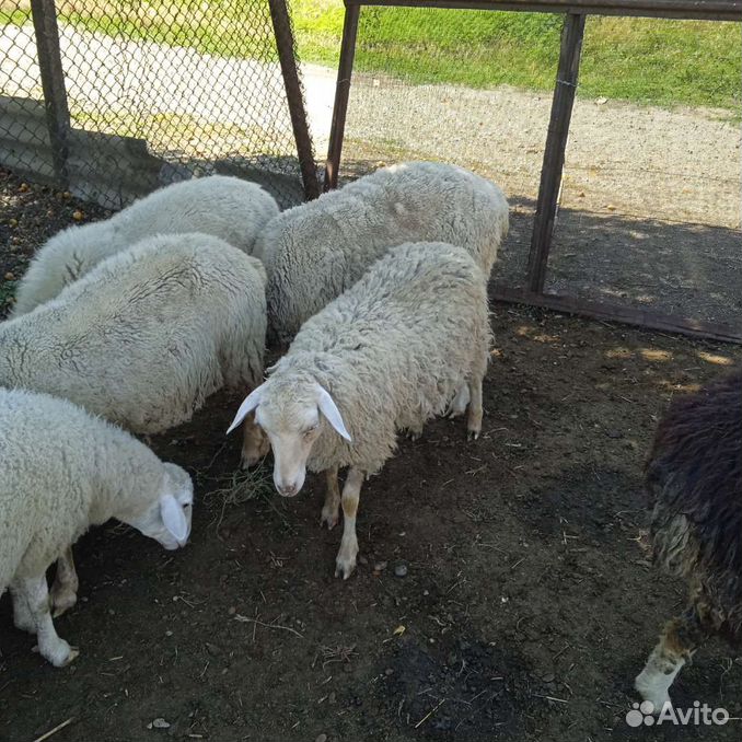 Ягнята ярочки и козлик