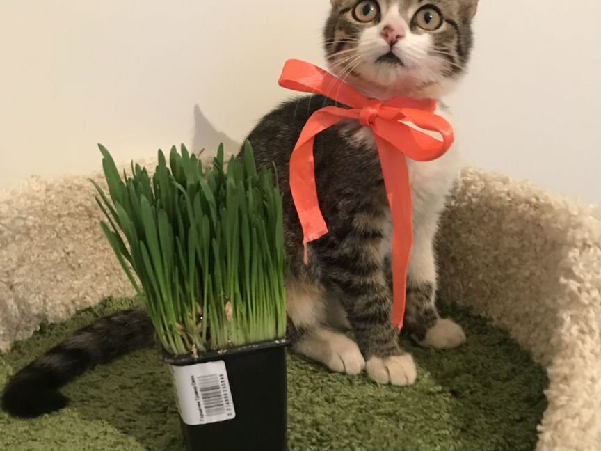 Котенок Анютины глазки