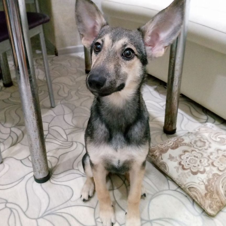 Щенок в добрые руки