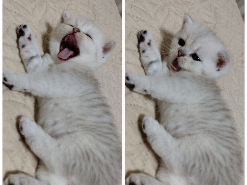 Шотландские котята