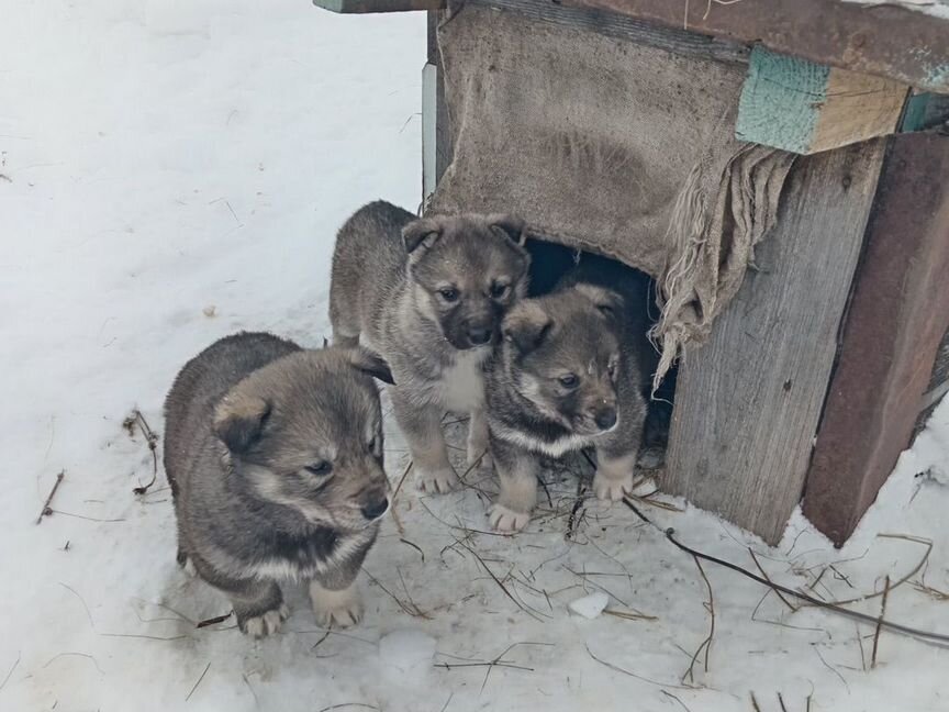 Щенки хаски смешанные