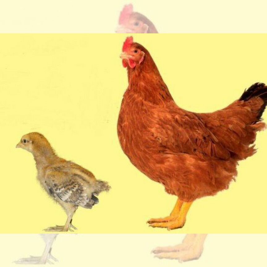 Цветной бройлер