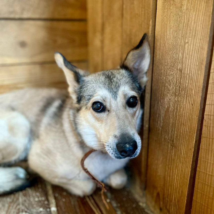 Собака Ария из приюта в поиске семьи и дома