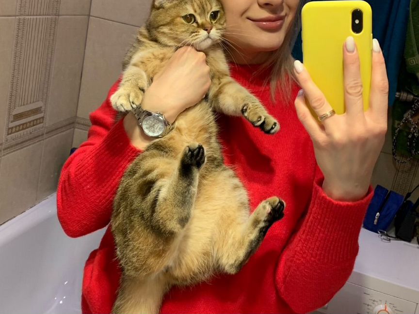 Британская кошка