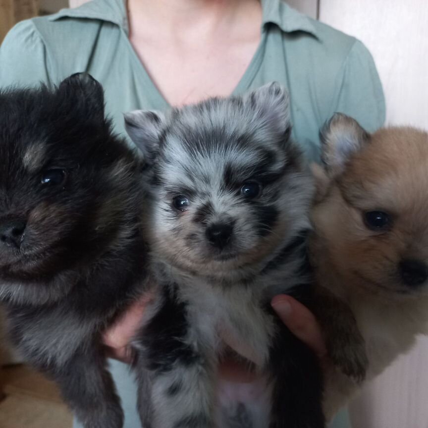 Продажа щенков шпица