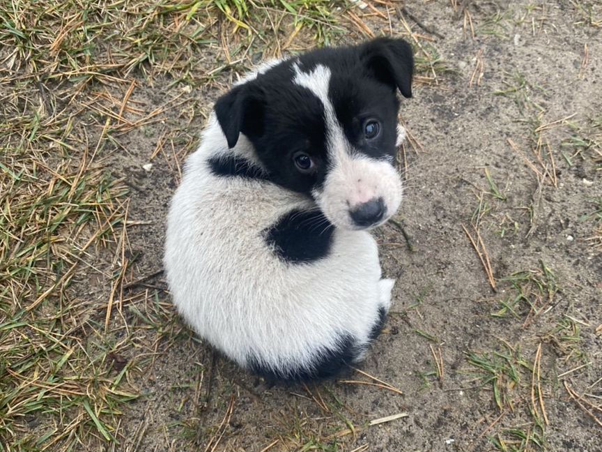 Крохотный щенок