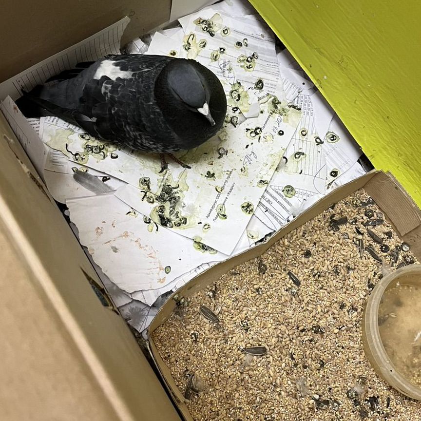 Помощь голубю