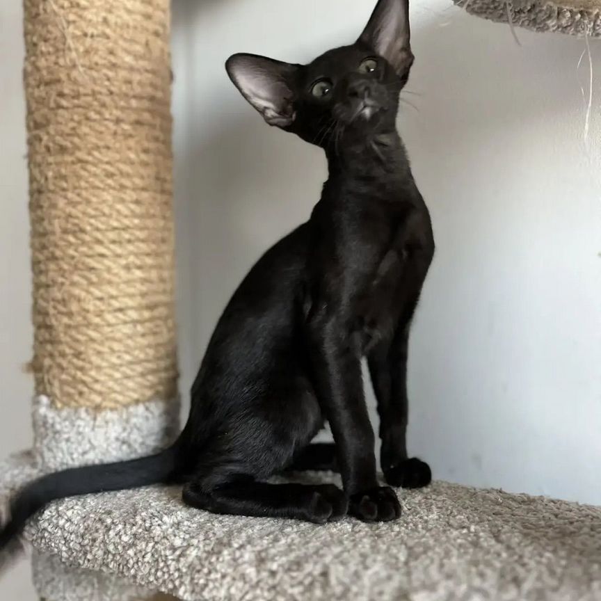 Ориентальный котёнок