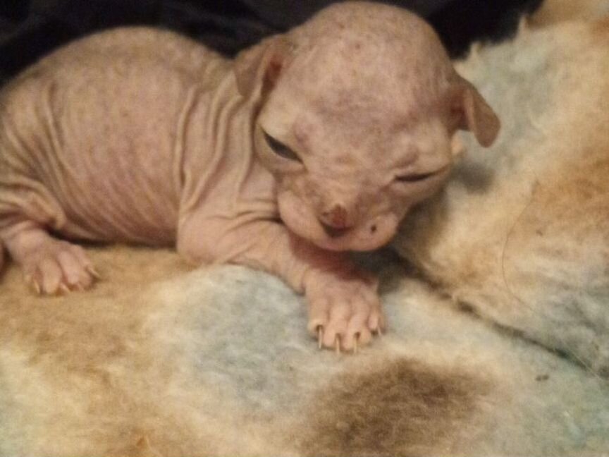 Канадский котенок