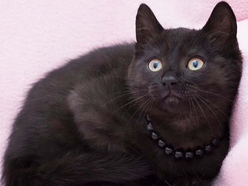 Кнопочка грустит в приюте