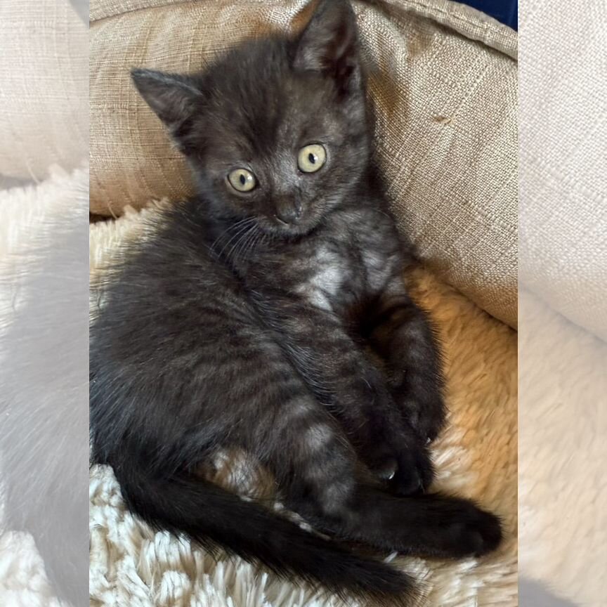 Шотландский вислоухий короткошёрстный котёнок