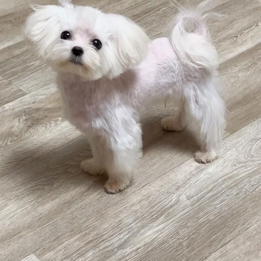 Мальтезе. Микро мальчик