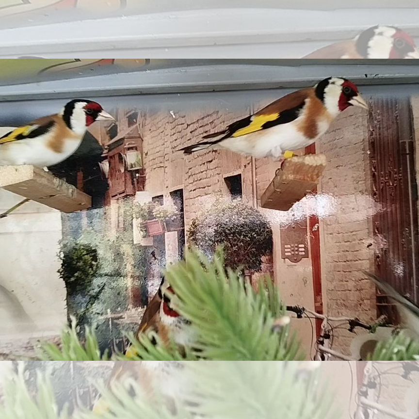 Птица щегол