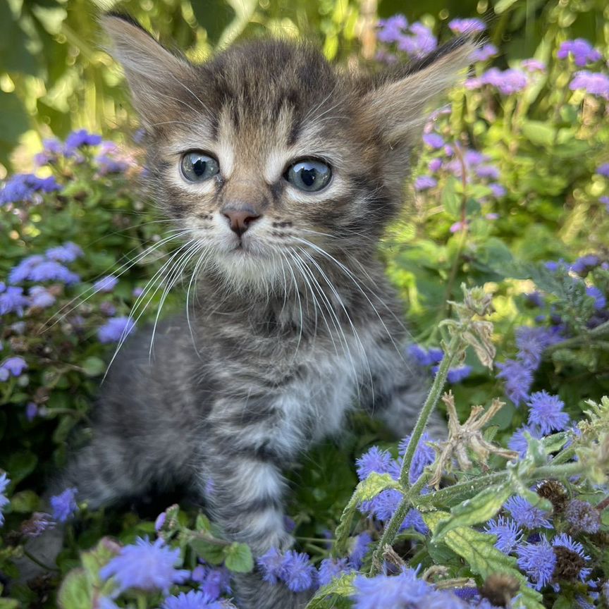 Котёнок 1,5 месяца