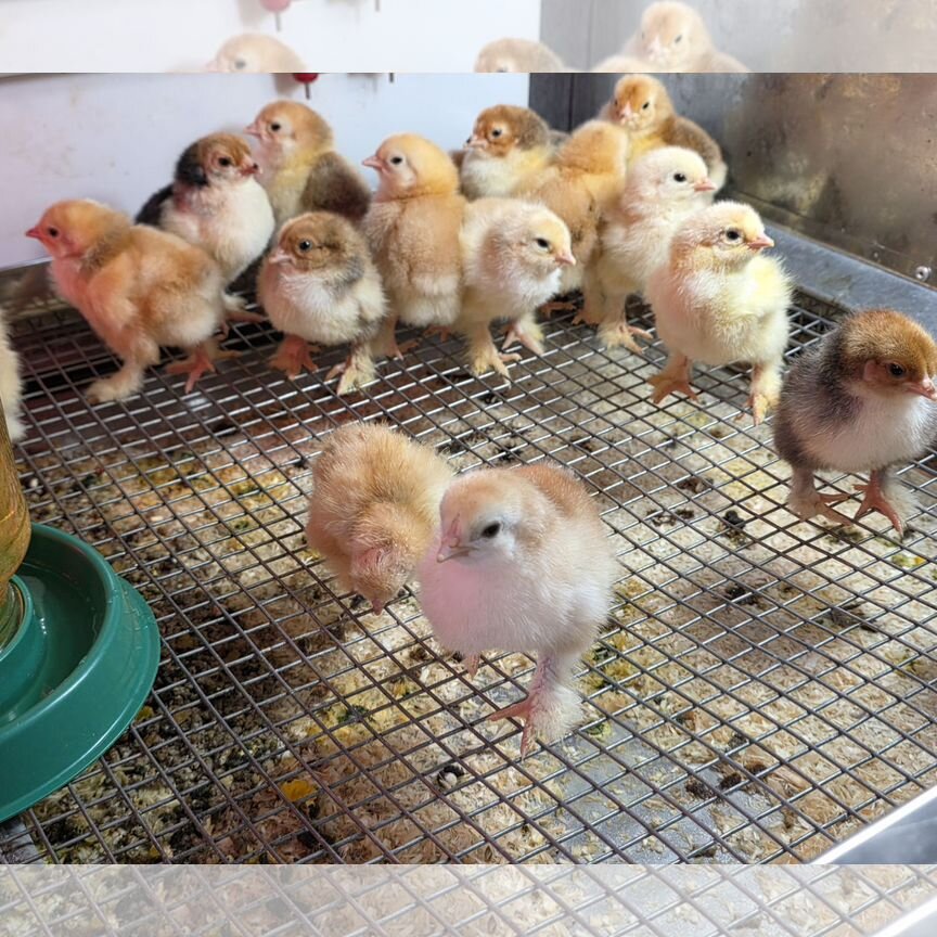 Цыплята породы брама порцелян