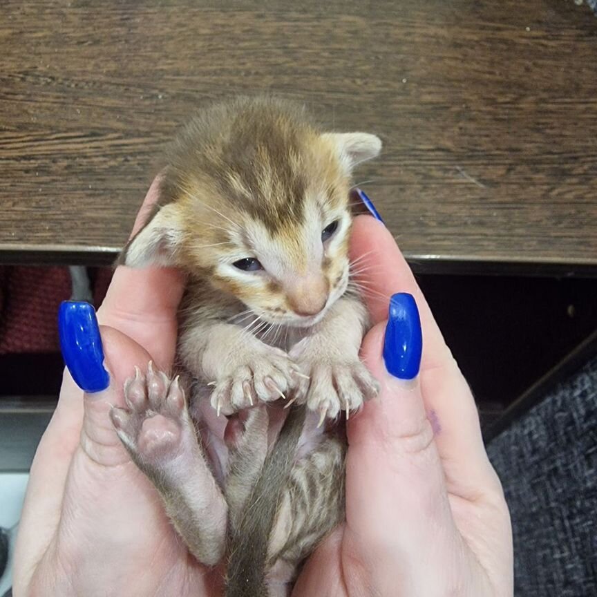 Ориентальные котята