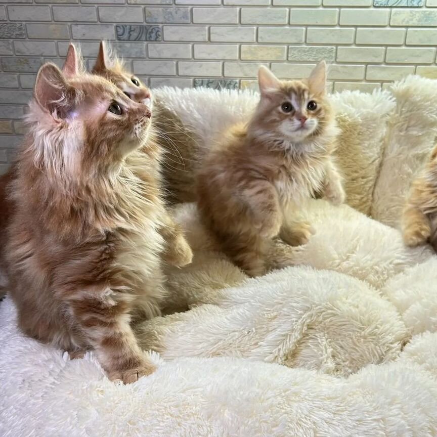 Карельский бобтейл котёнок
