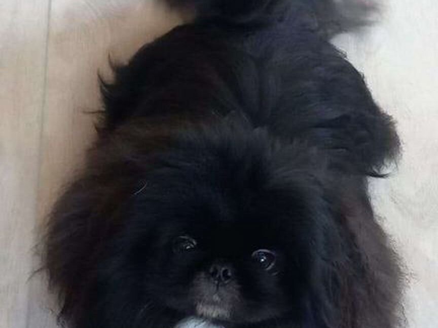 Вязка пекинес