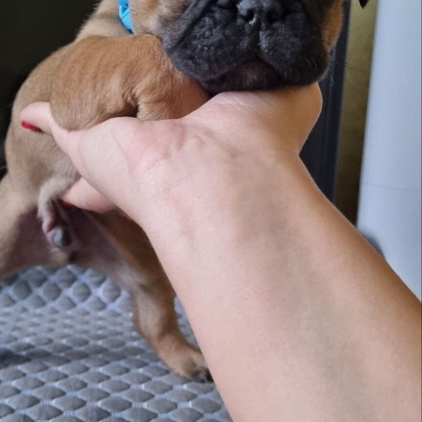 Французский бульдог щенки РКФ