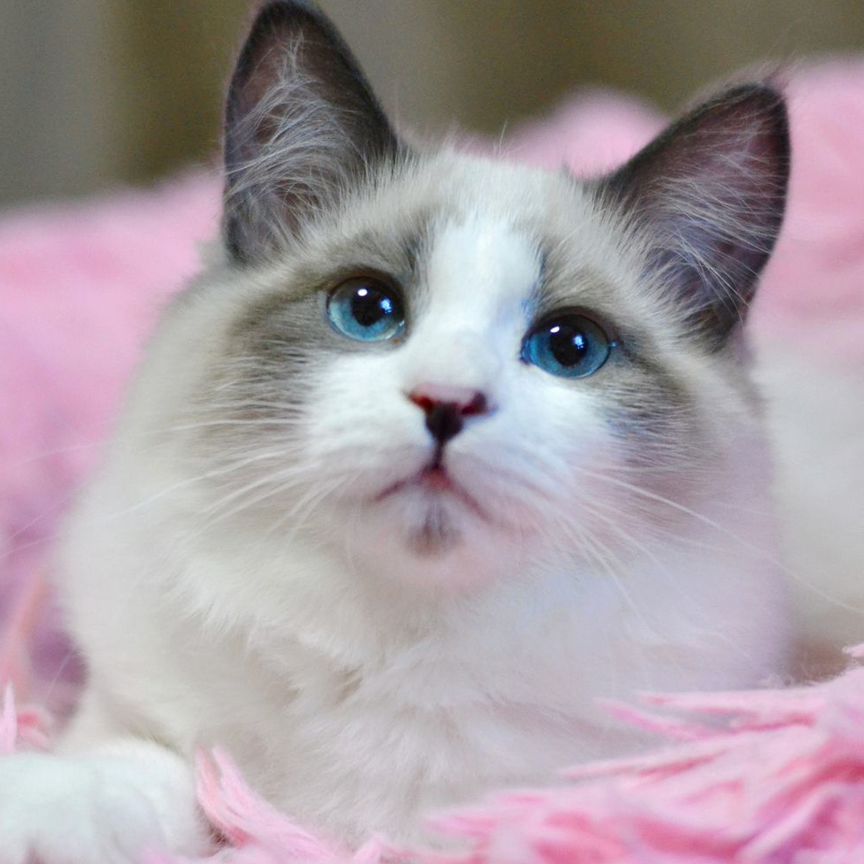 Невский маскарадный котёнок