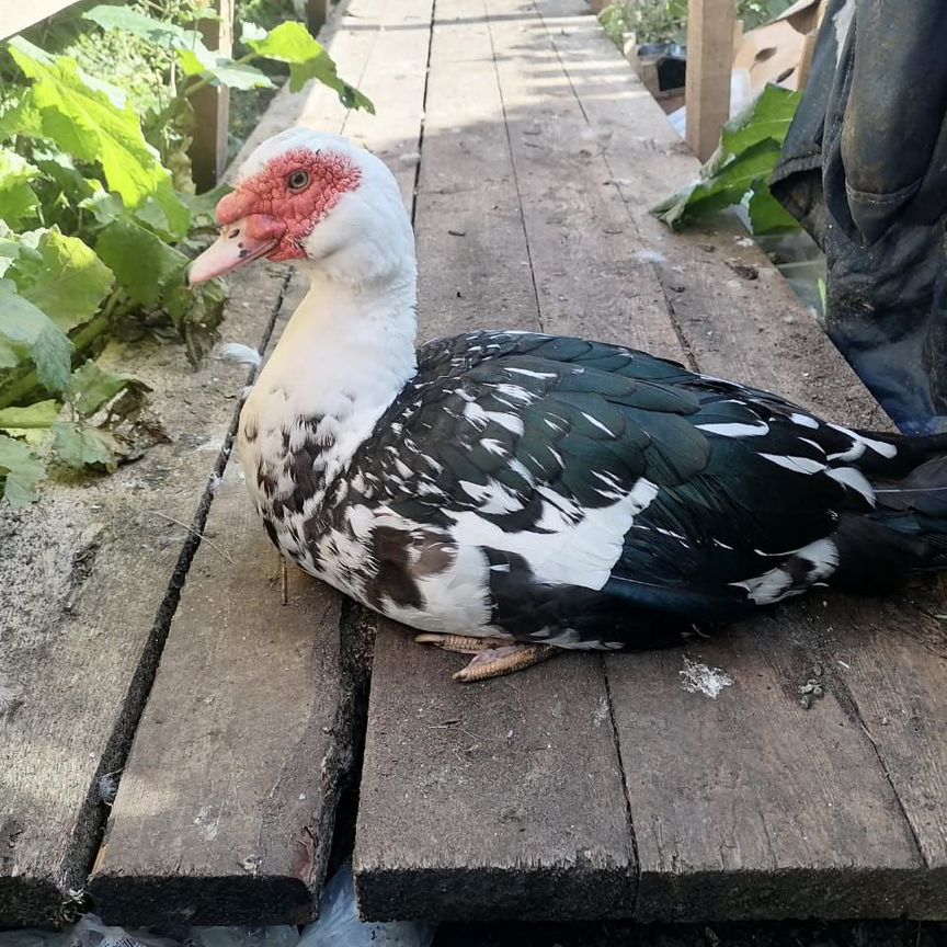 Селезень индоутки