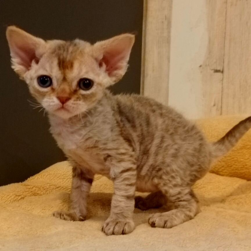 Девон-рекс котёнок