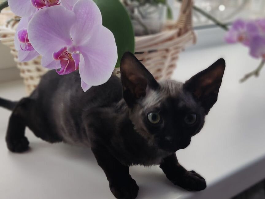 Девон рекс котик