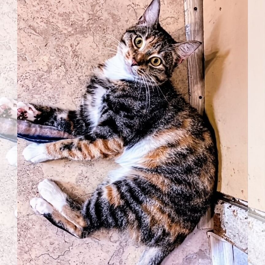 Взрослая кошка в добрые руки