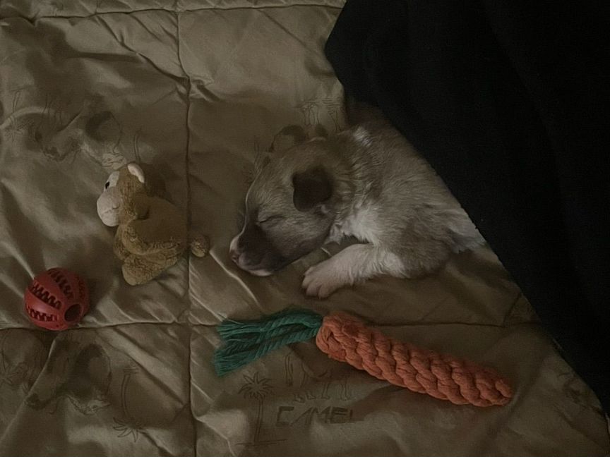 Щенок Мишуня в очень добрые руки