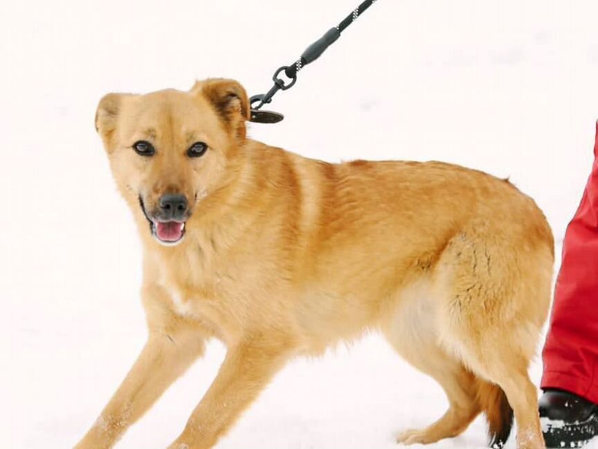 Собака в добрые руки, Меренга ищет дом