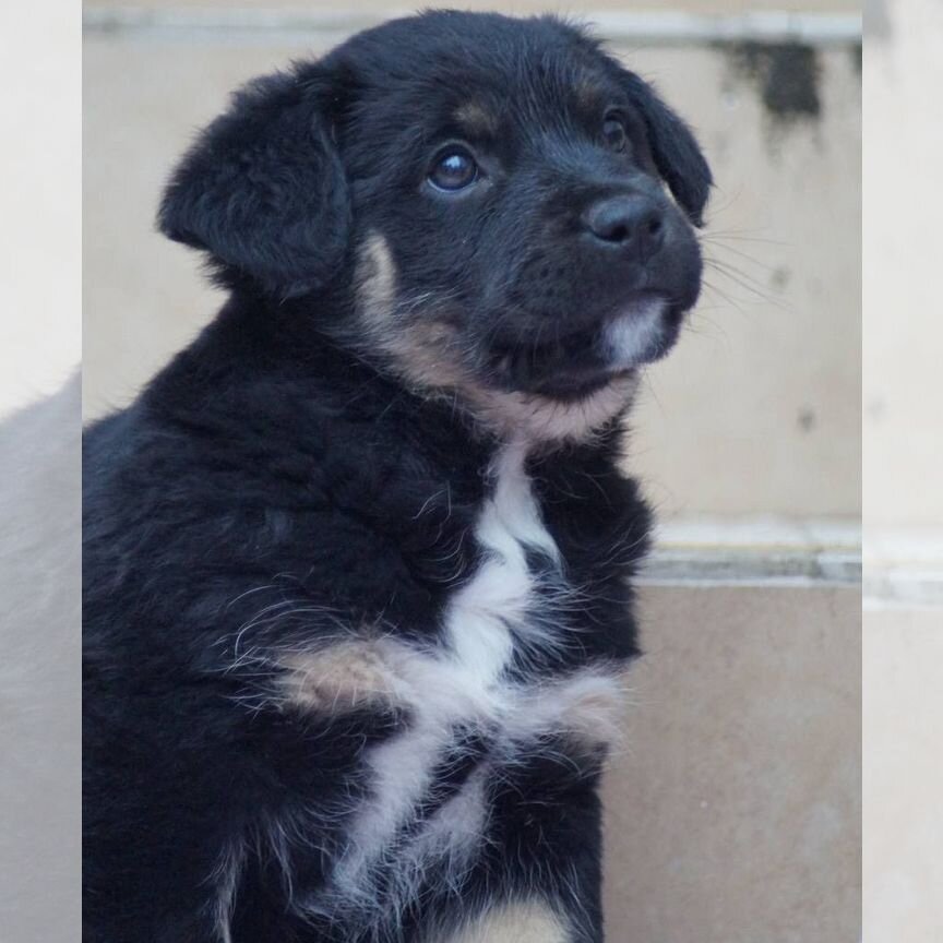 Щенок в добрые руки