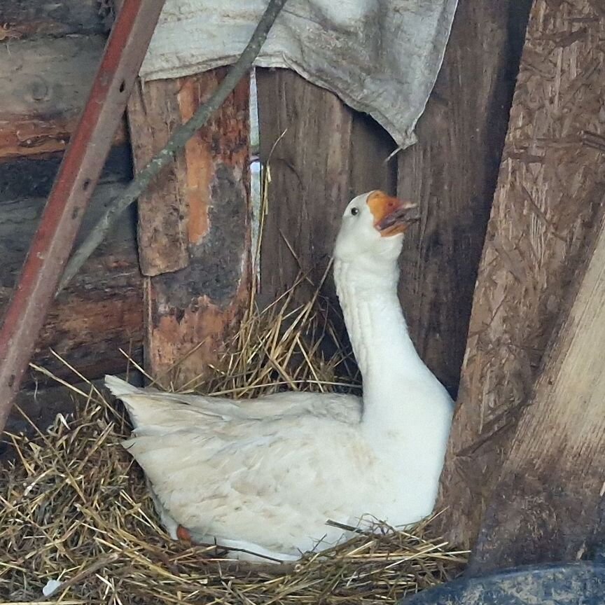 Гуси