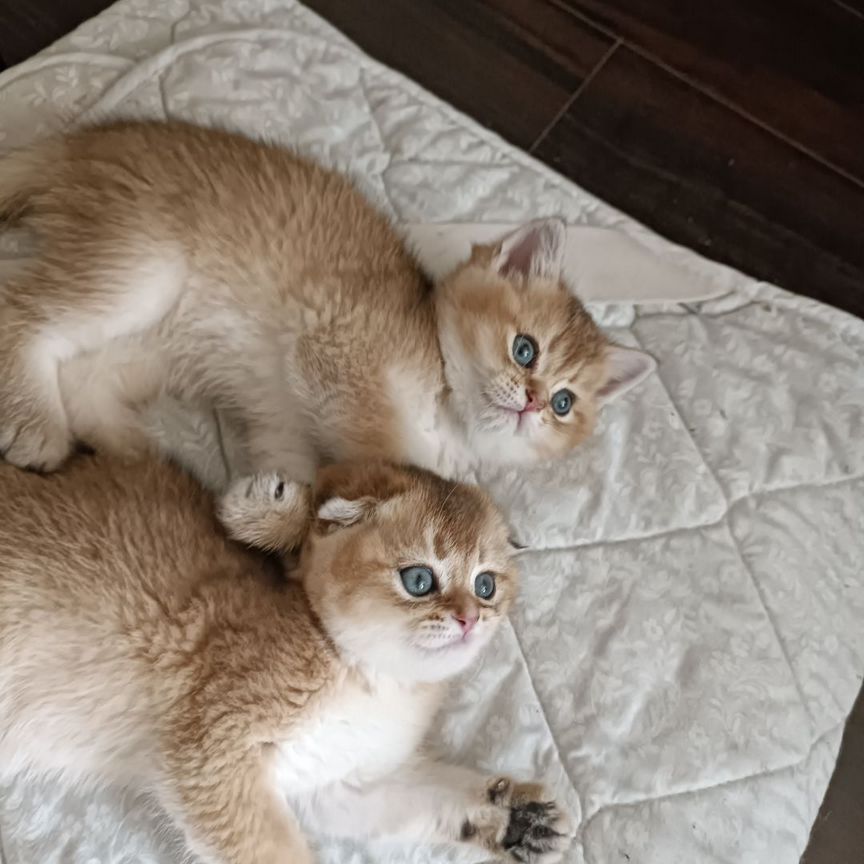 Шотландские золотые шиншиллы котята