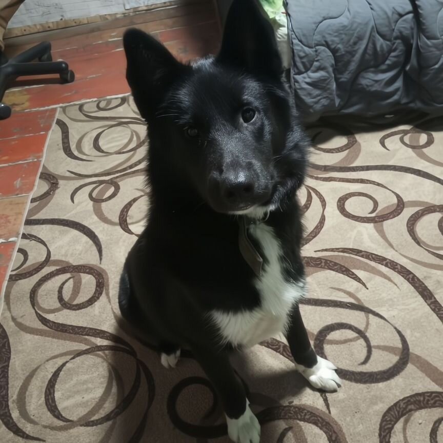 Щенок в добрые руки