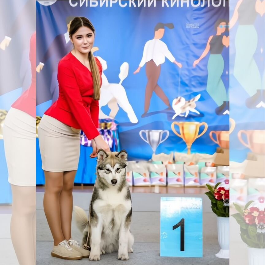 Аляскинский маламут, щенок