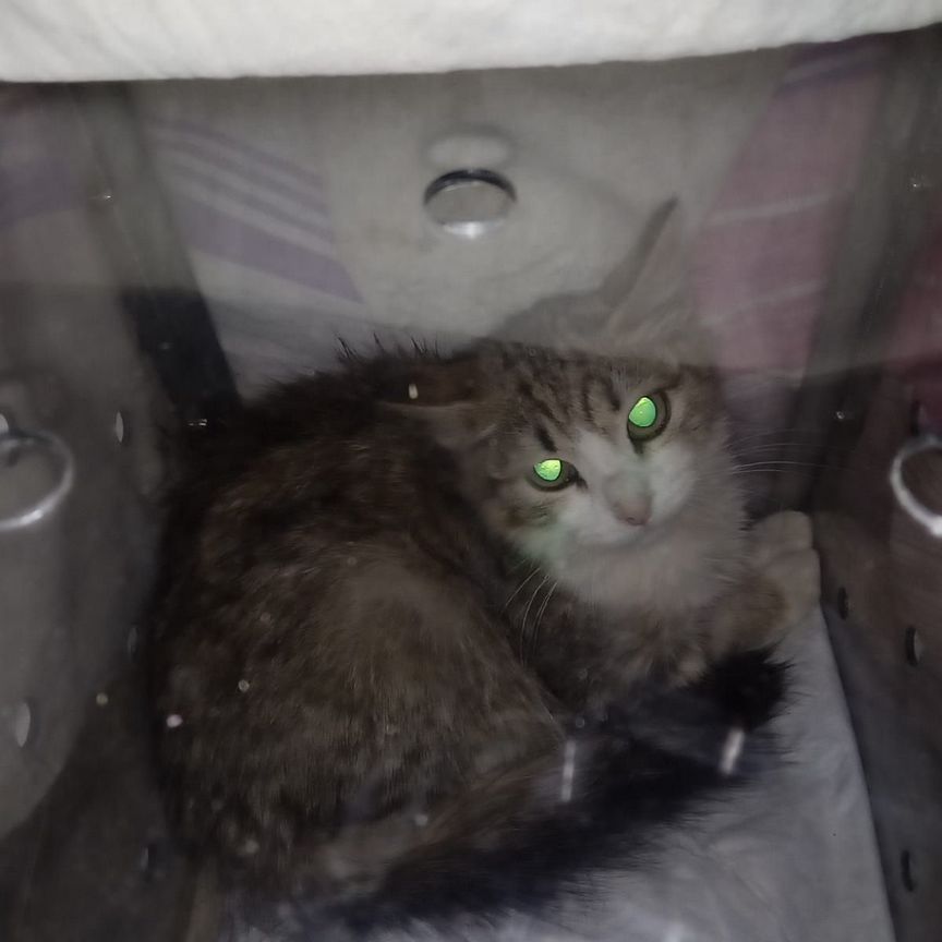 Котёнок 4мес. девочка в добрые руки