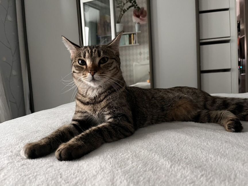 Кошечка Мона