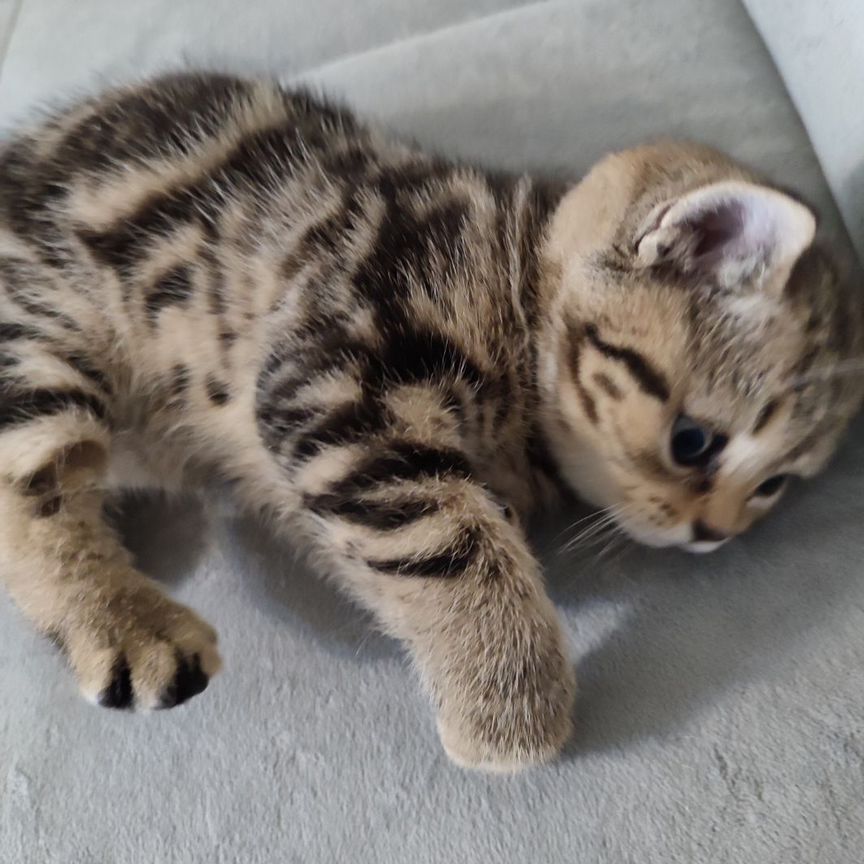 Шотландский прямоухий короткошёрстный котёнок