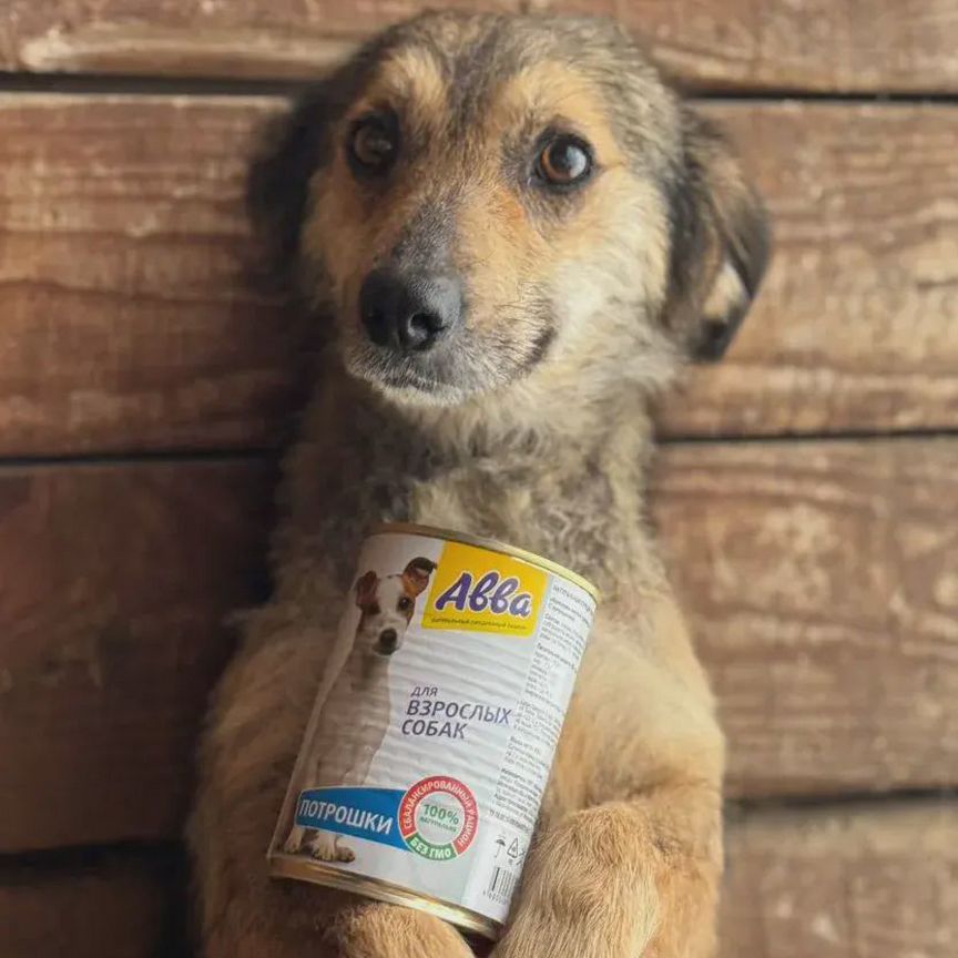 Взрослая собака в добрые руки