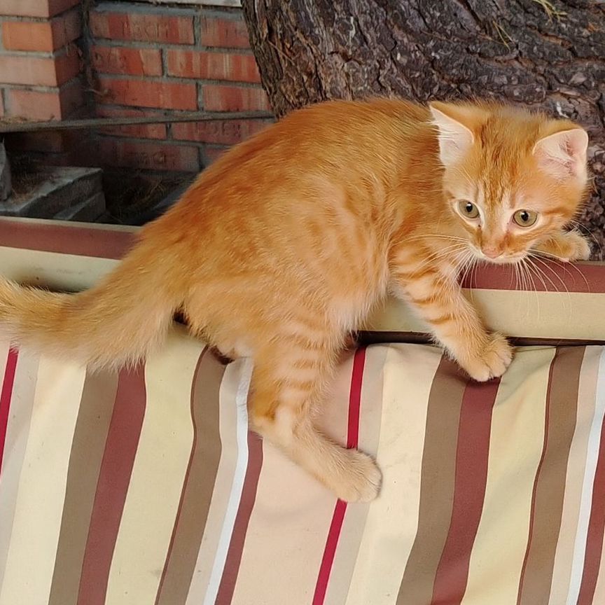 Рыжий котенок Сеня 2 месяца