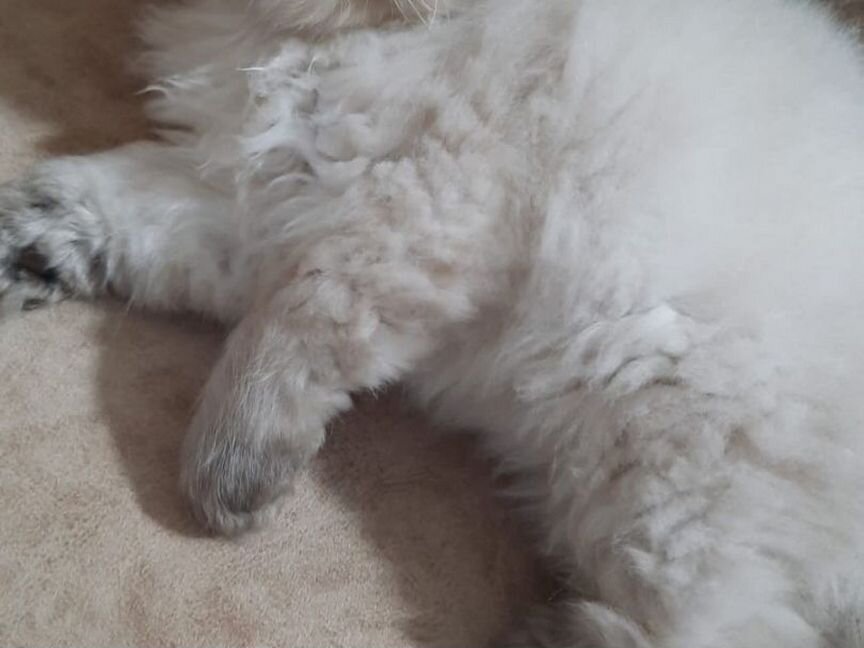 Персидская