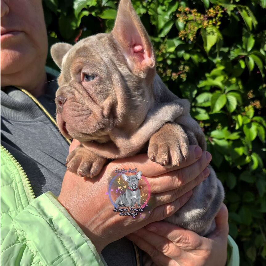 Французский бульдог изабелла мерле