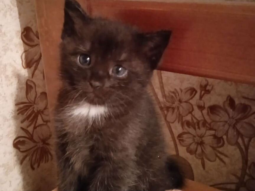 Котенок породы Бомбей. Девочка