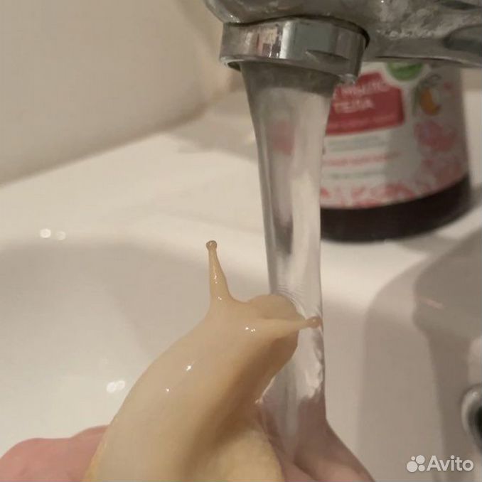 Ахатинка белая