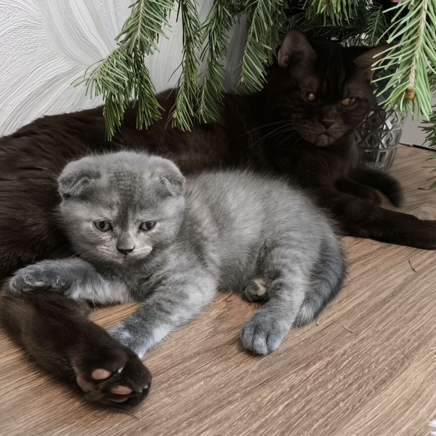 Шотландский вислоухий короткошёрстный котёнок